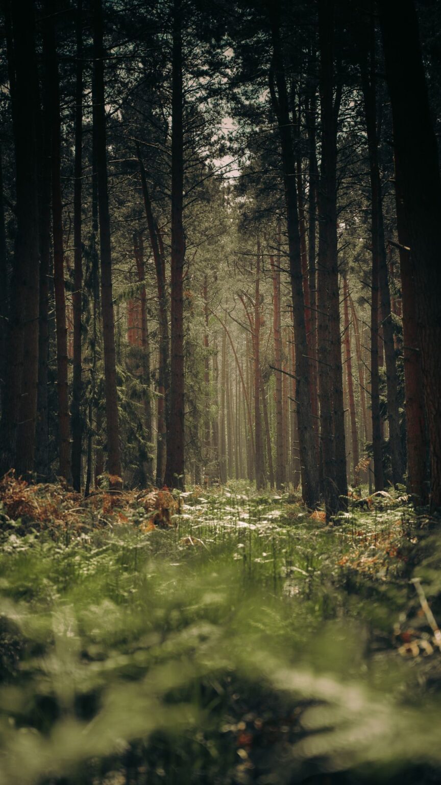 30 Hot Summer Wallpapers For IPhone Lockscreens